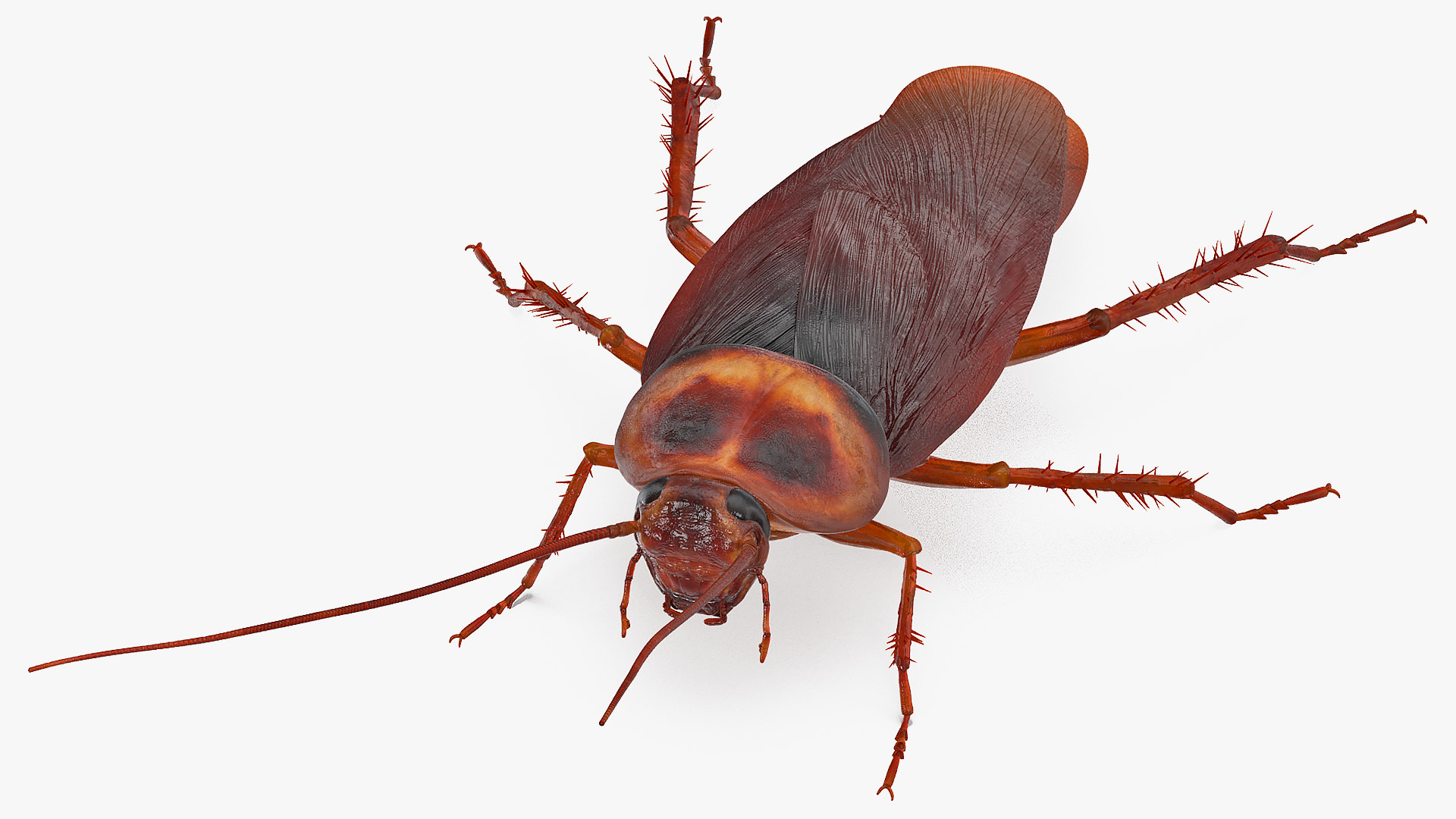 Cockroach running rigged animation 3D model - TurboSquid 1487214