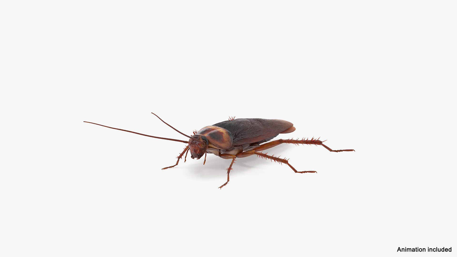 Cockroach running rigged animation 3D model - TurboSquid 1487214