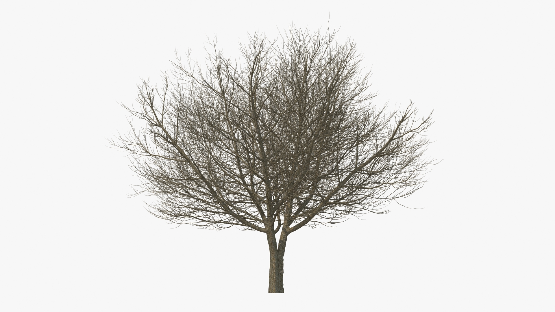White ash winter 3D model - TurboSquid 1487935