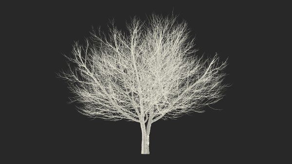 White ash winter 3D model - TurboSquid 1487935