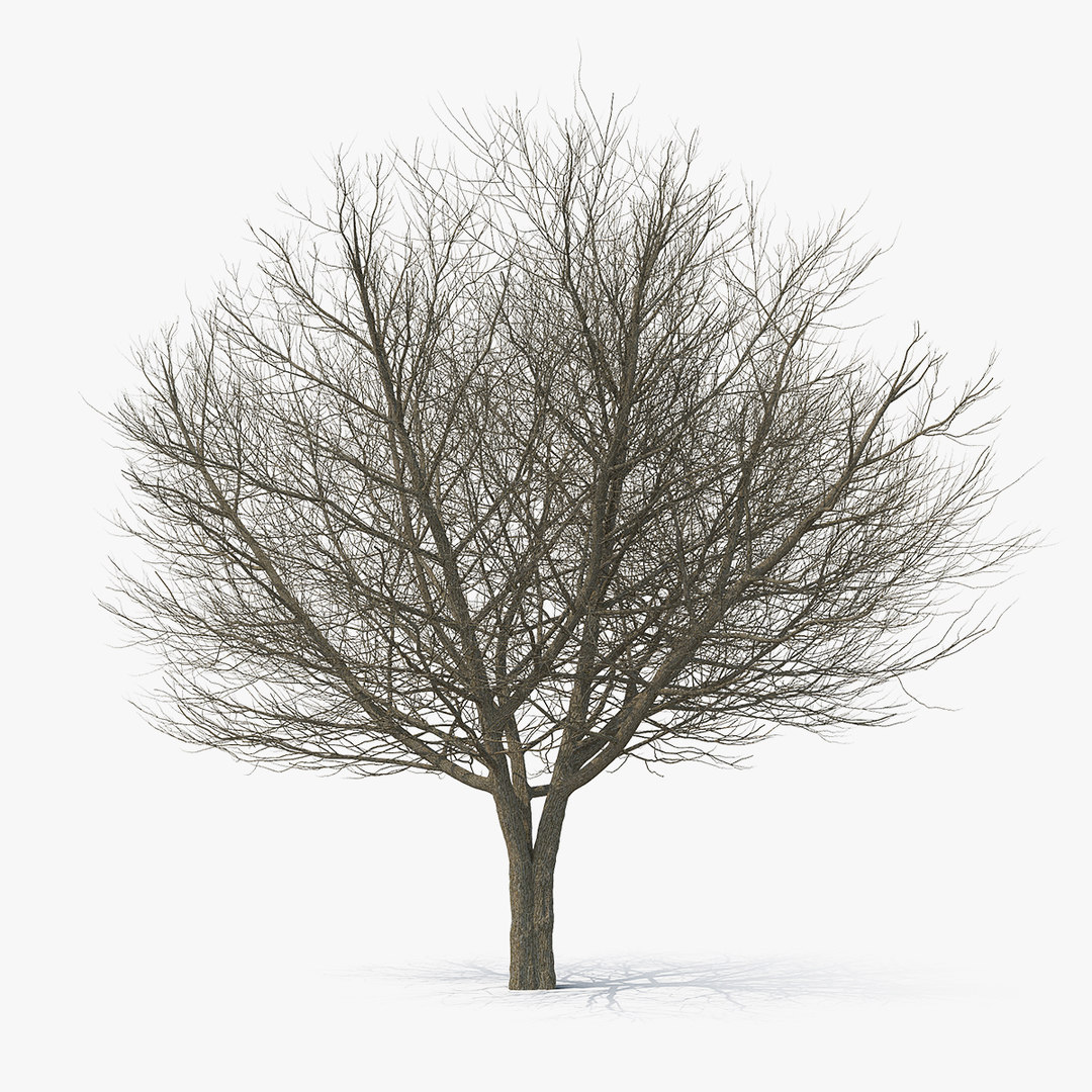White ash winter 3D model - TurboSquid 1487935