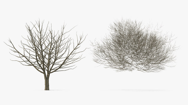 White ash winter 3D model - TurboSquid 1487935