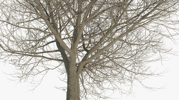 White ash winter 3D model - TurboSquid 1487935