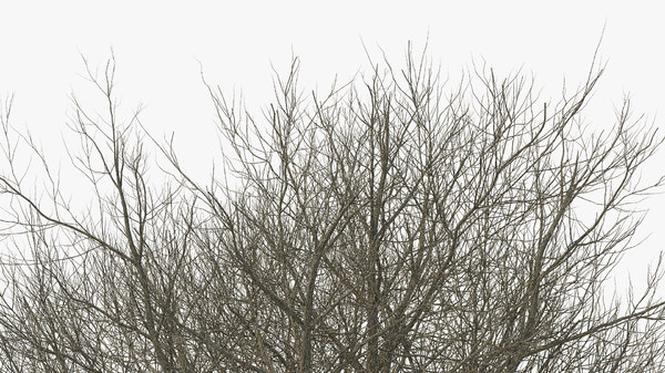 White ash winter 3D model - TurboSquid 1487935
