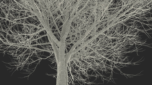 White ash winter 3D model - TurboSquid 1487935