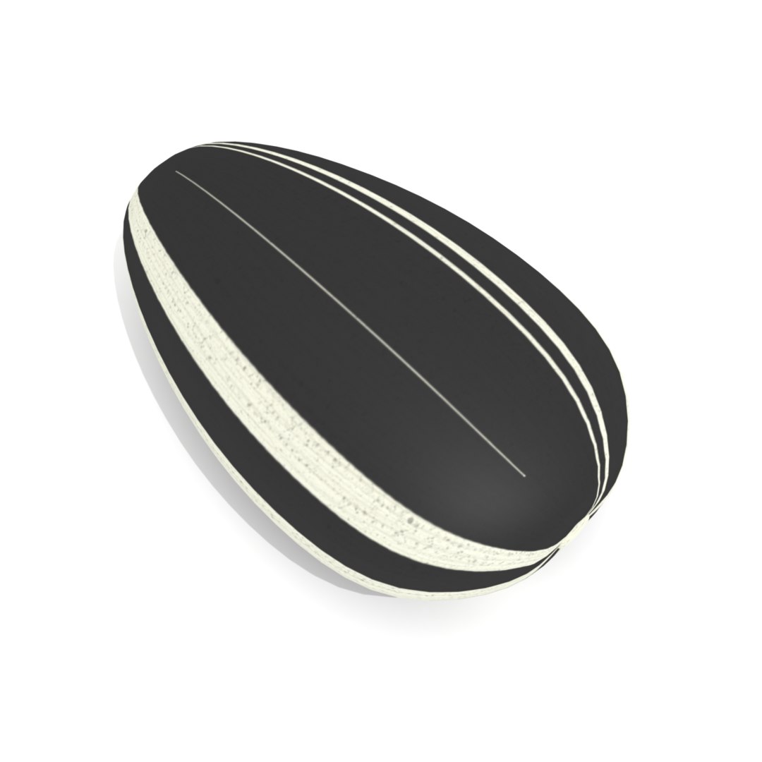 Free 3D sunflower seed model - TurboSquid 1487487