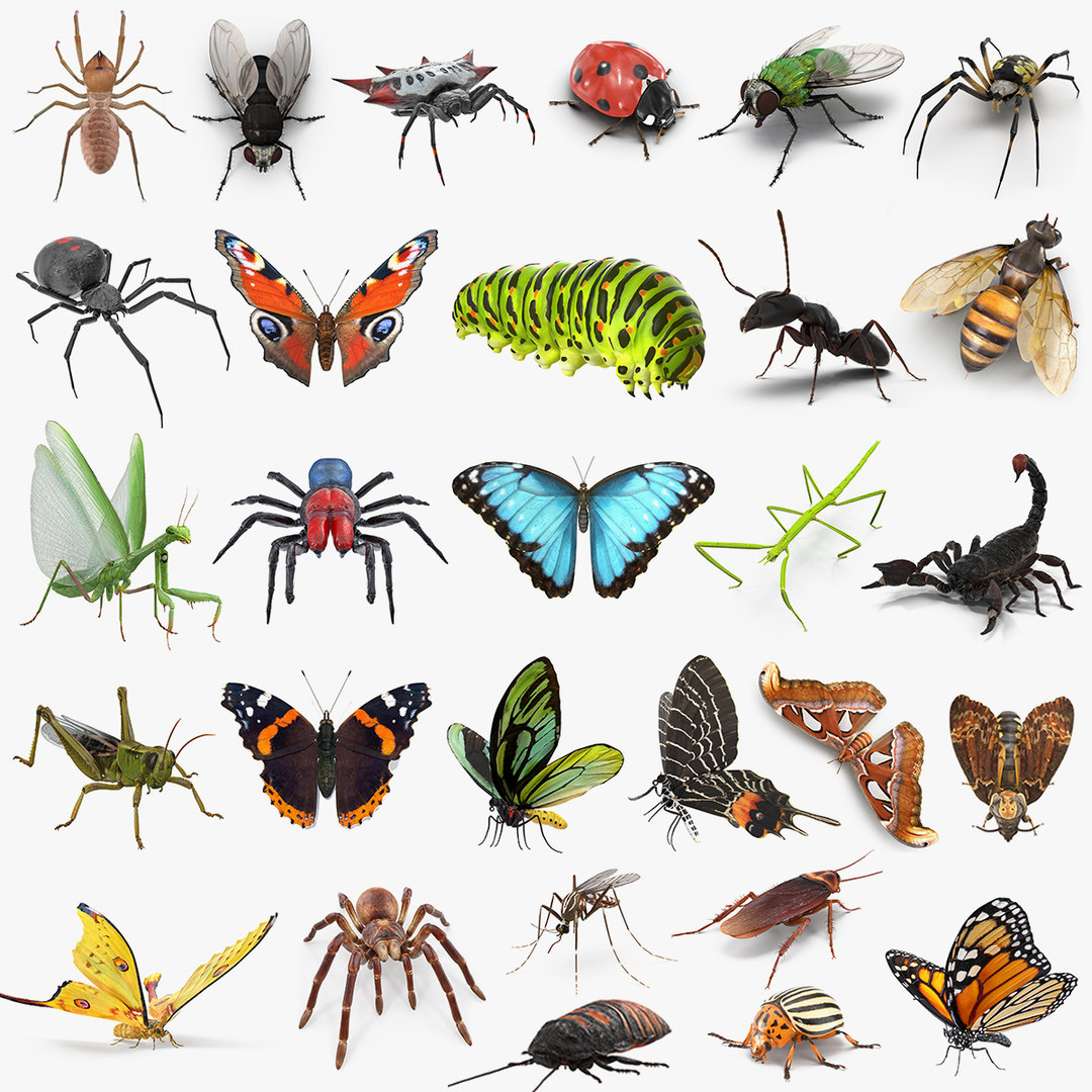3D insects big 3 model - TurboSquid 1487796
