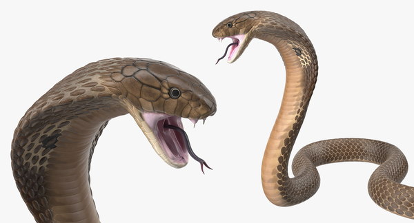 3D model rigged snakes 5 - TurboSquid 1487816