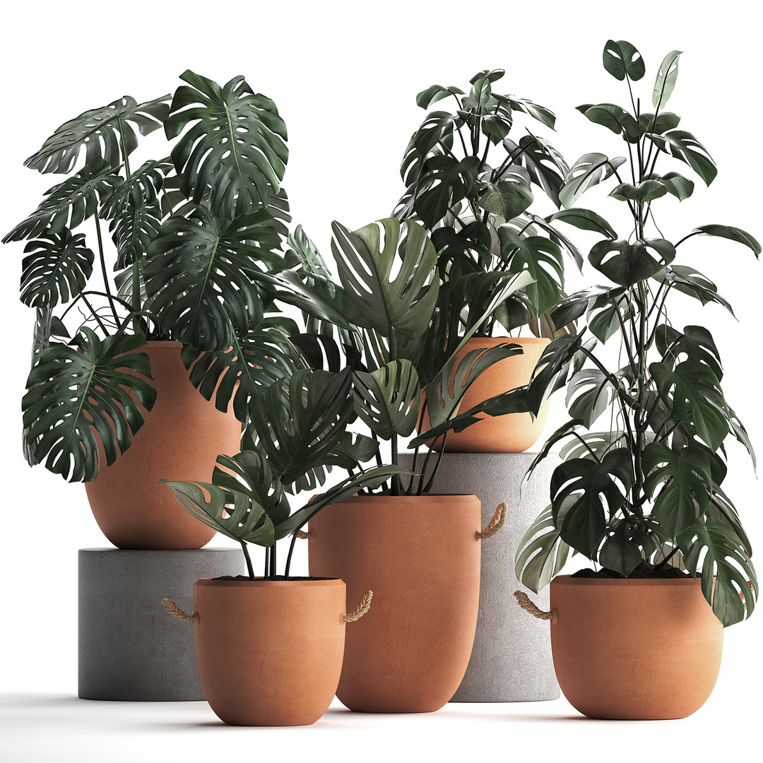 3D model monstera plants exotic - TurboSquid 1487918