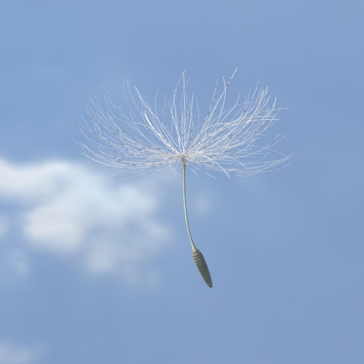 3D dandelion seed animation model - TurboSquid 1488046