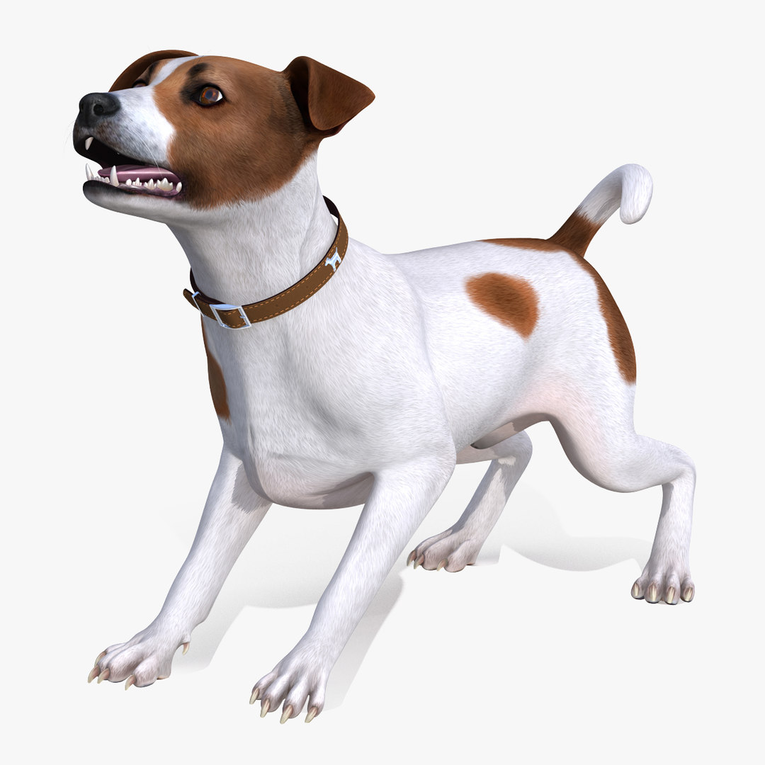 3D spotted jack russell terrier - TurboSquid 1488093