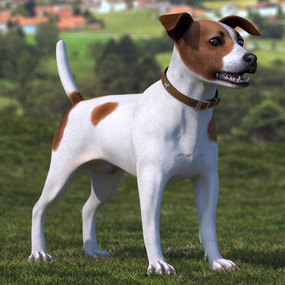 Spotted jack russell terrier model - TurboSquid 1488092