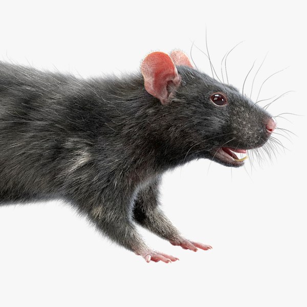 Free 3D Rat Models | TurboSquid