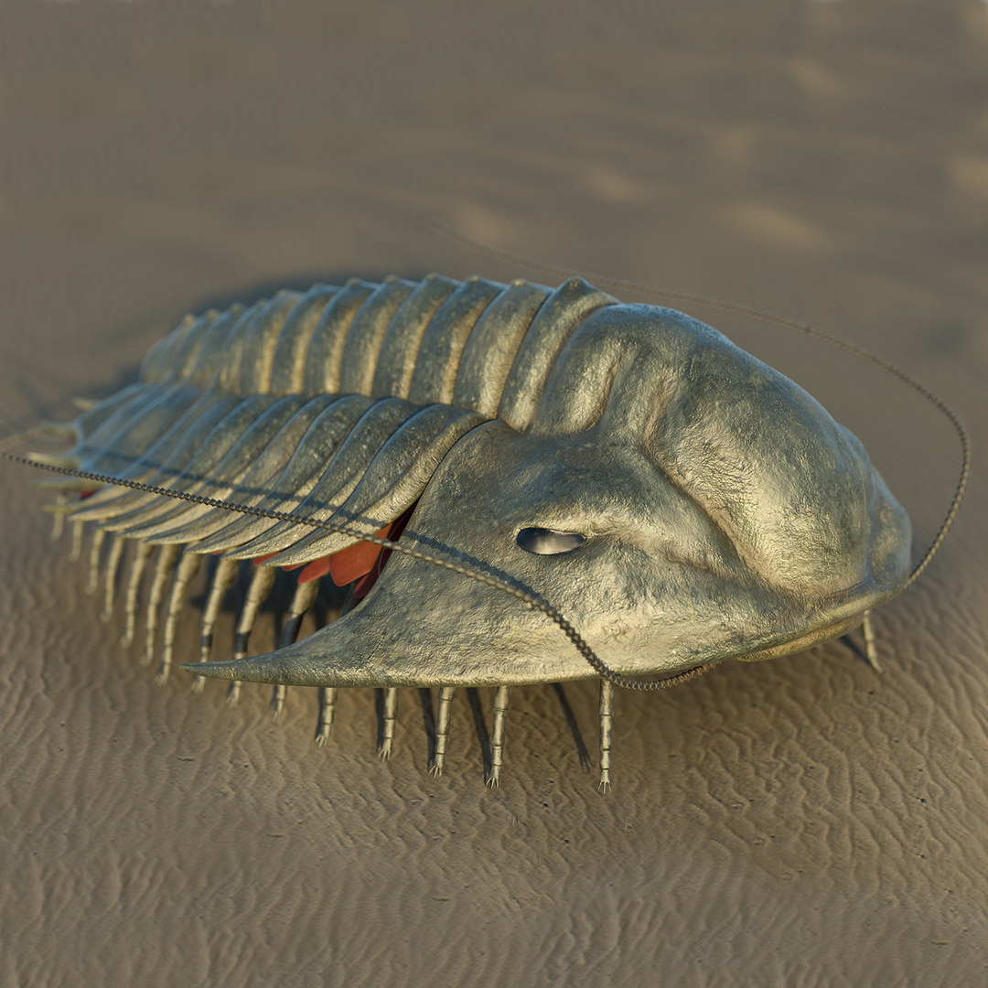 3D trilobite extinct marine arachnomorph - TurboSquid 1488176