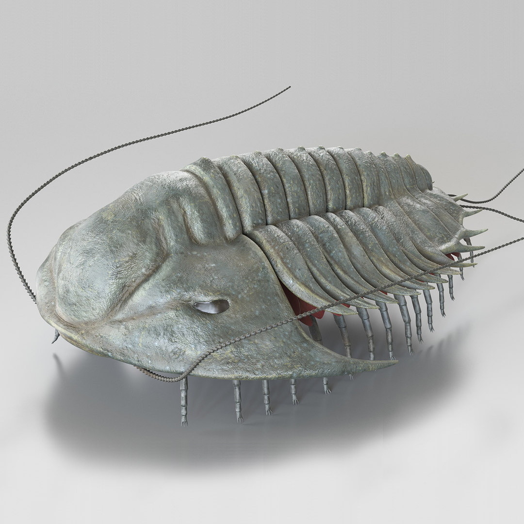 Trilobite extinct marine arachnomorph 3D model - TurboSquid 1488175