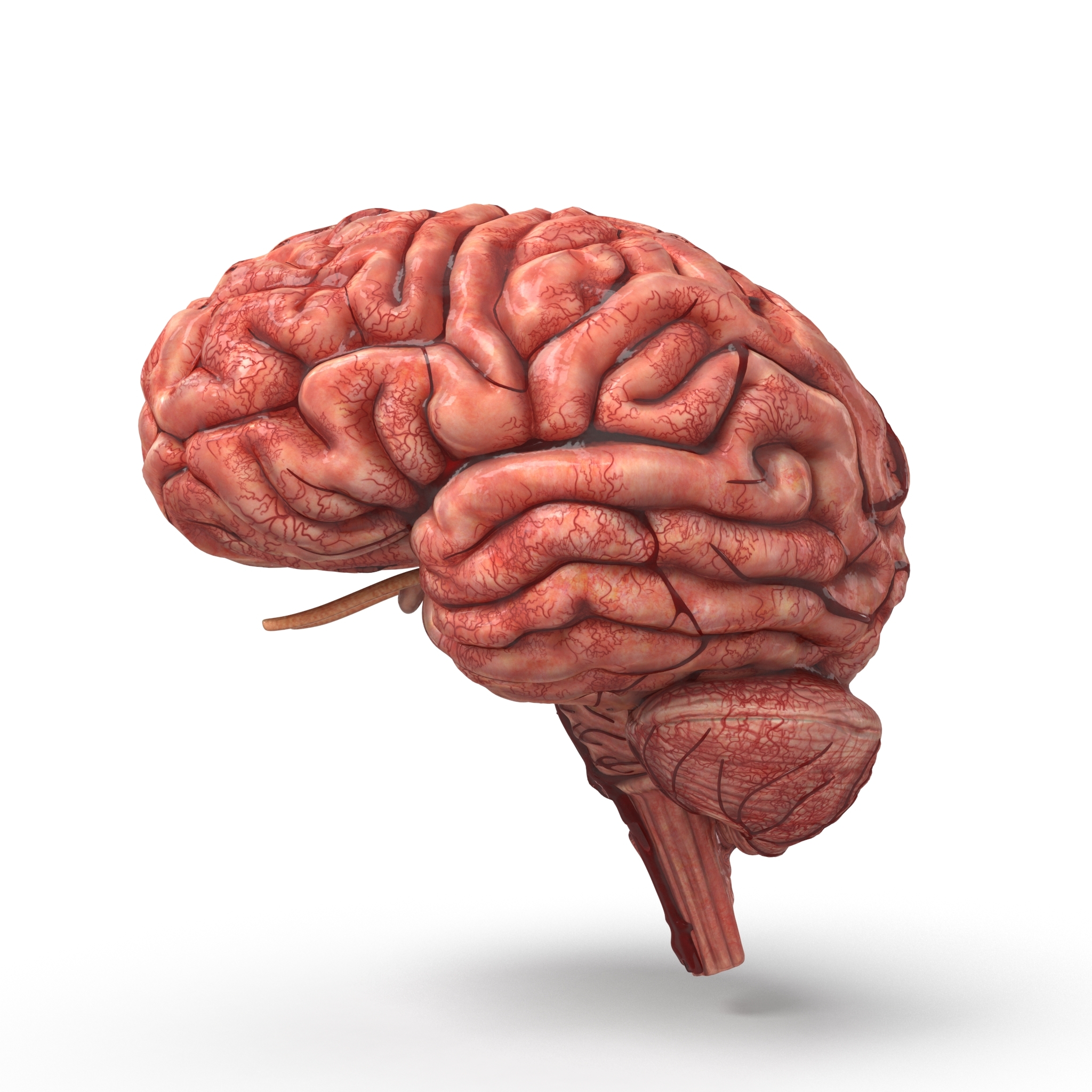3D model human brain - TurboSquid 1488790