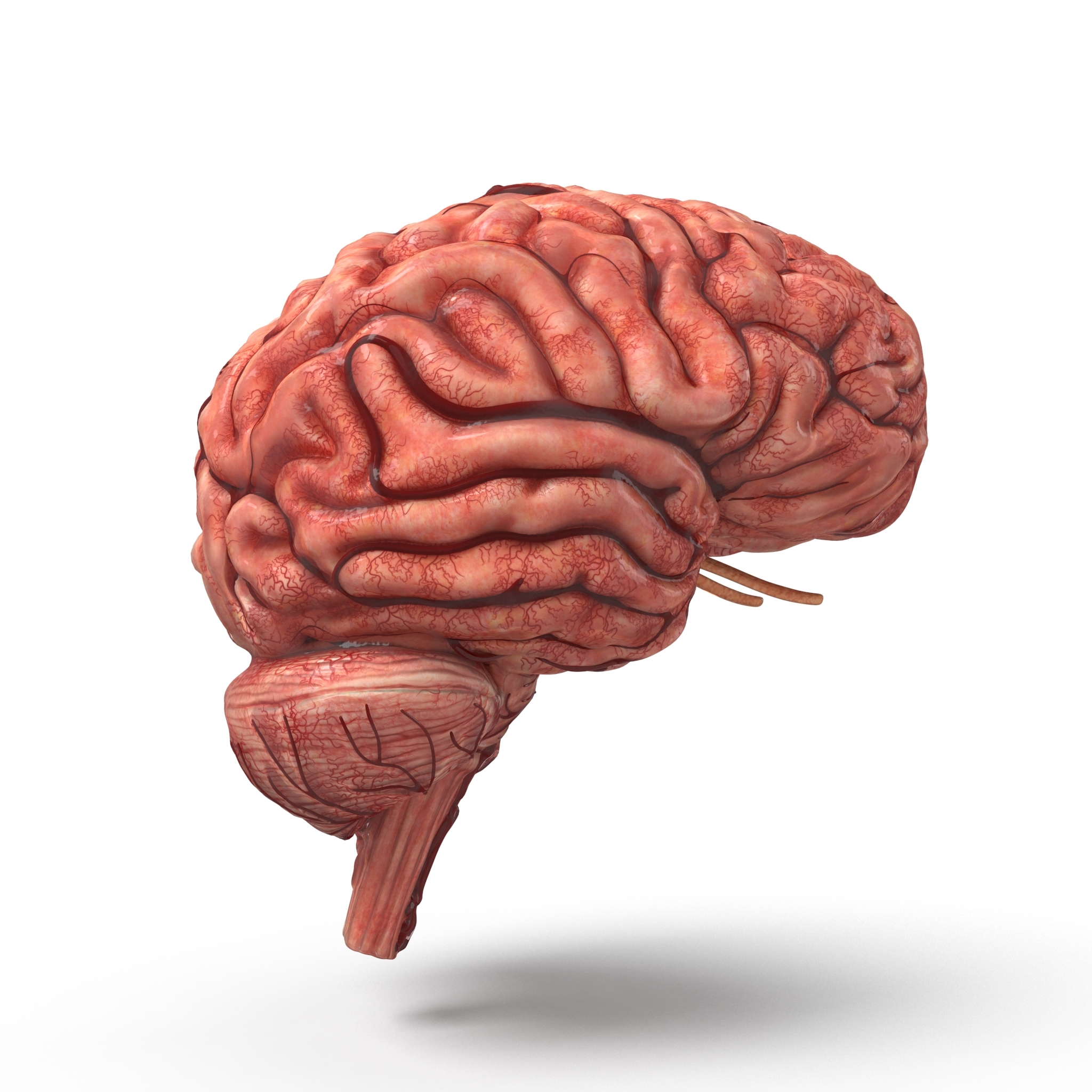 3D model human brain - TurboSquid 1488790