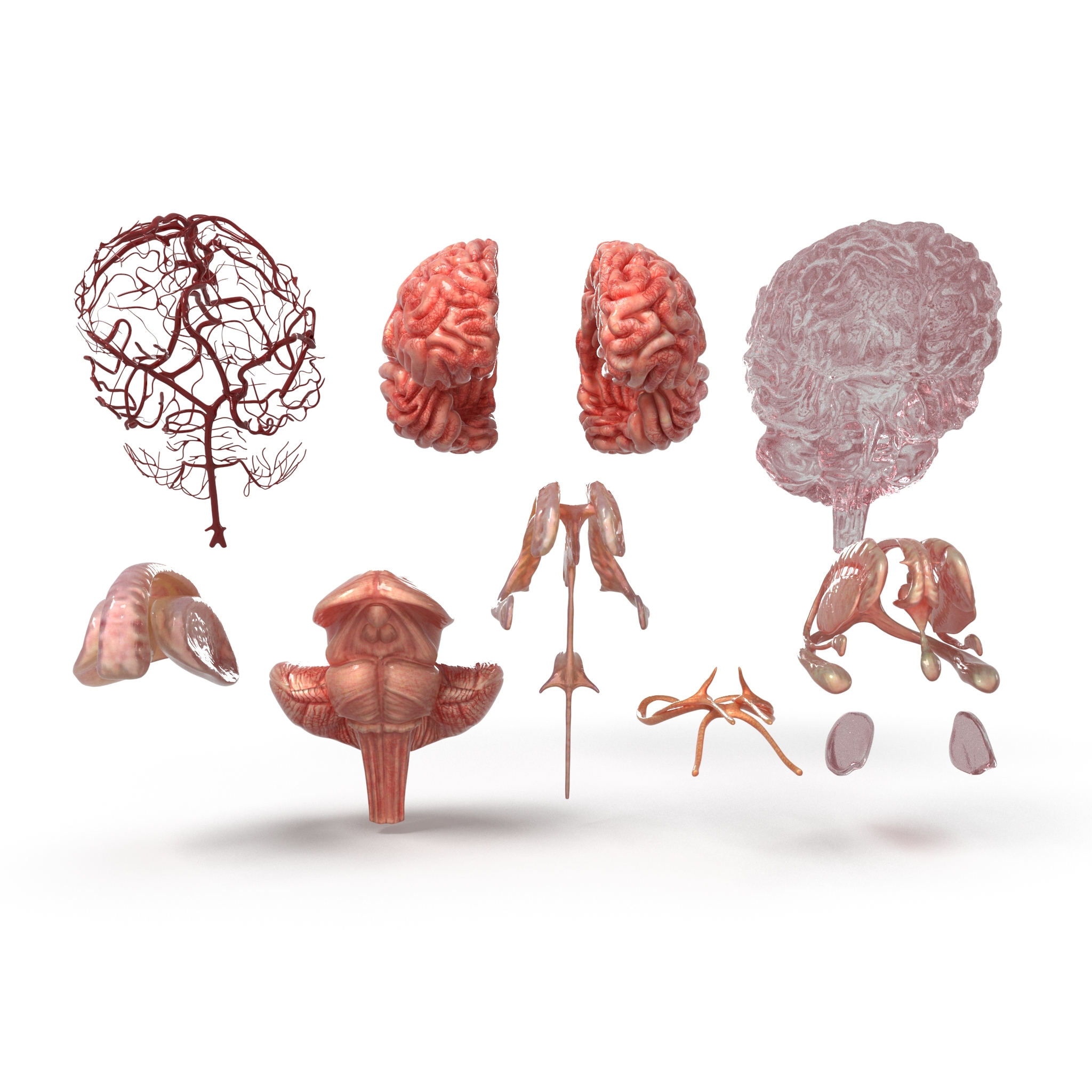 3D model human brain - TurboSquid 1488790