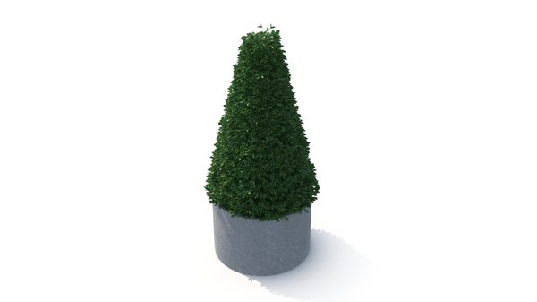 Buxus pyramid plant pot 3D - TurboSquid 1489557