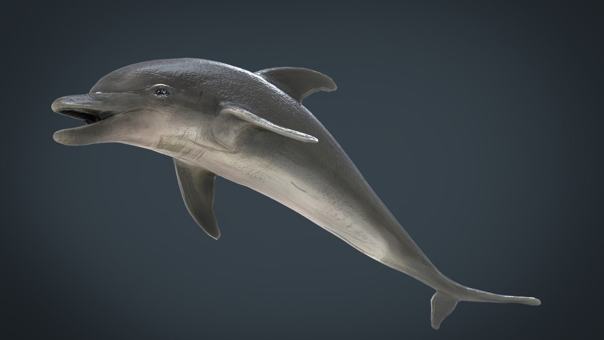 Delfin 3D-Modell - TurboSquid 1490140