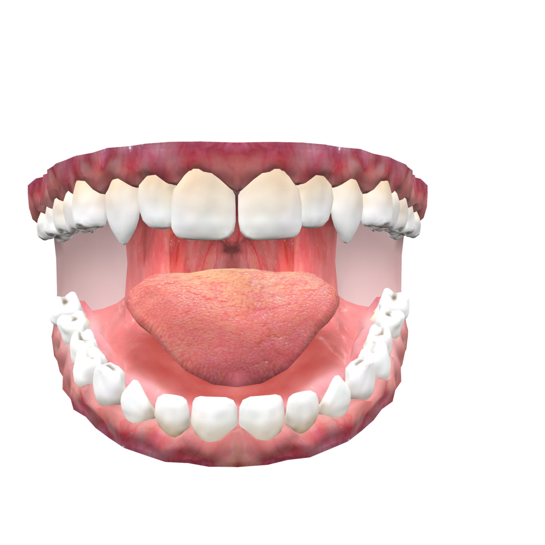3D anatomic mouth jaw teeth tongue model - TurboSquid 1490786