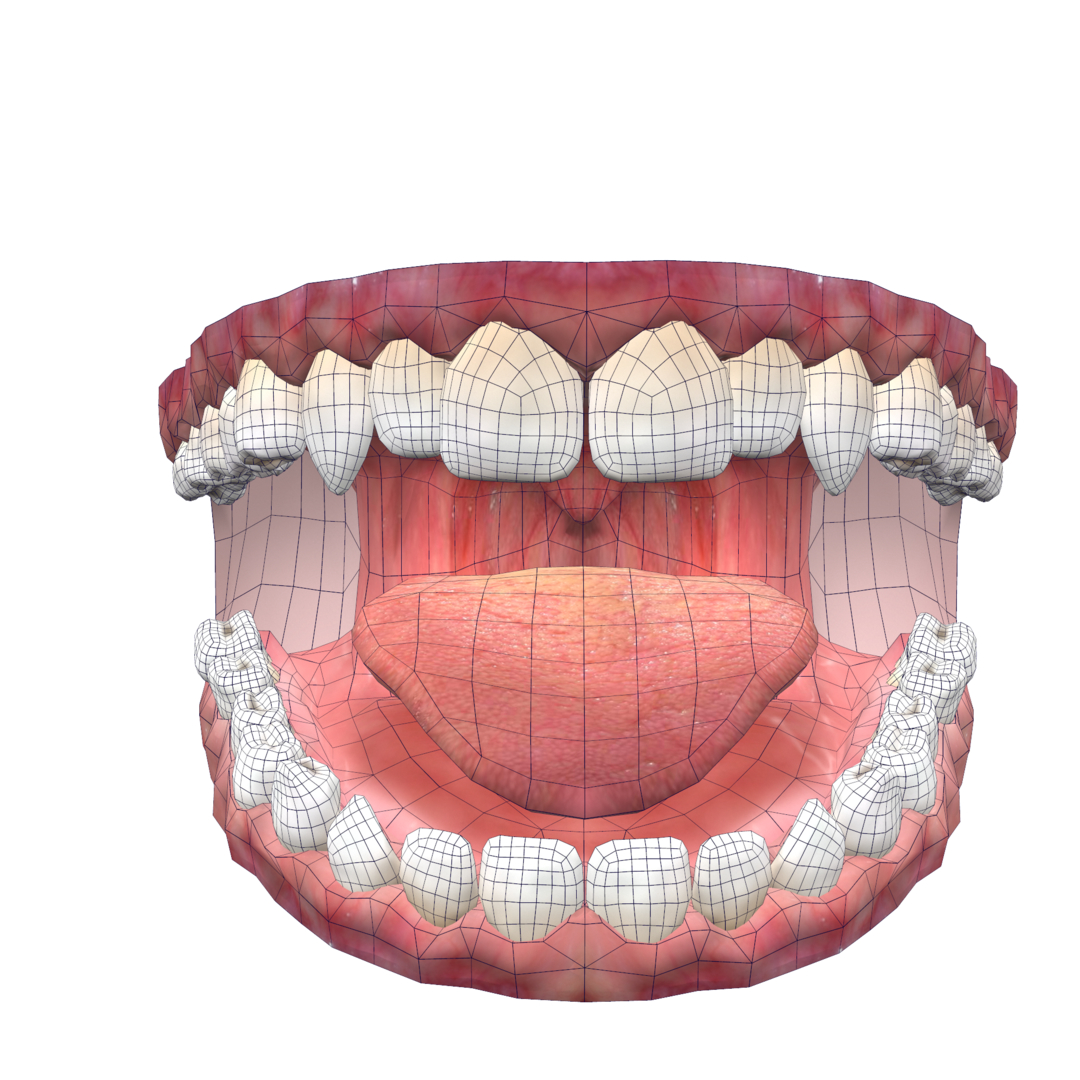 3D anatomic mouth jaw teeth tongue model - TurboSquid 1490786