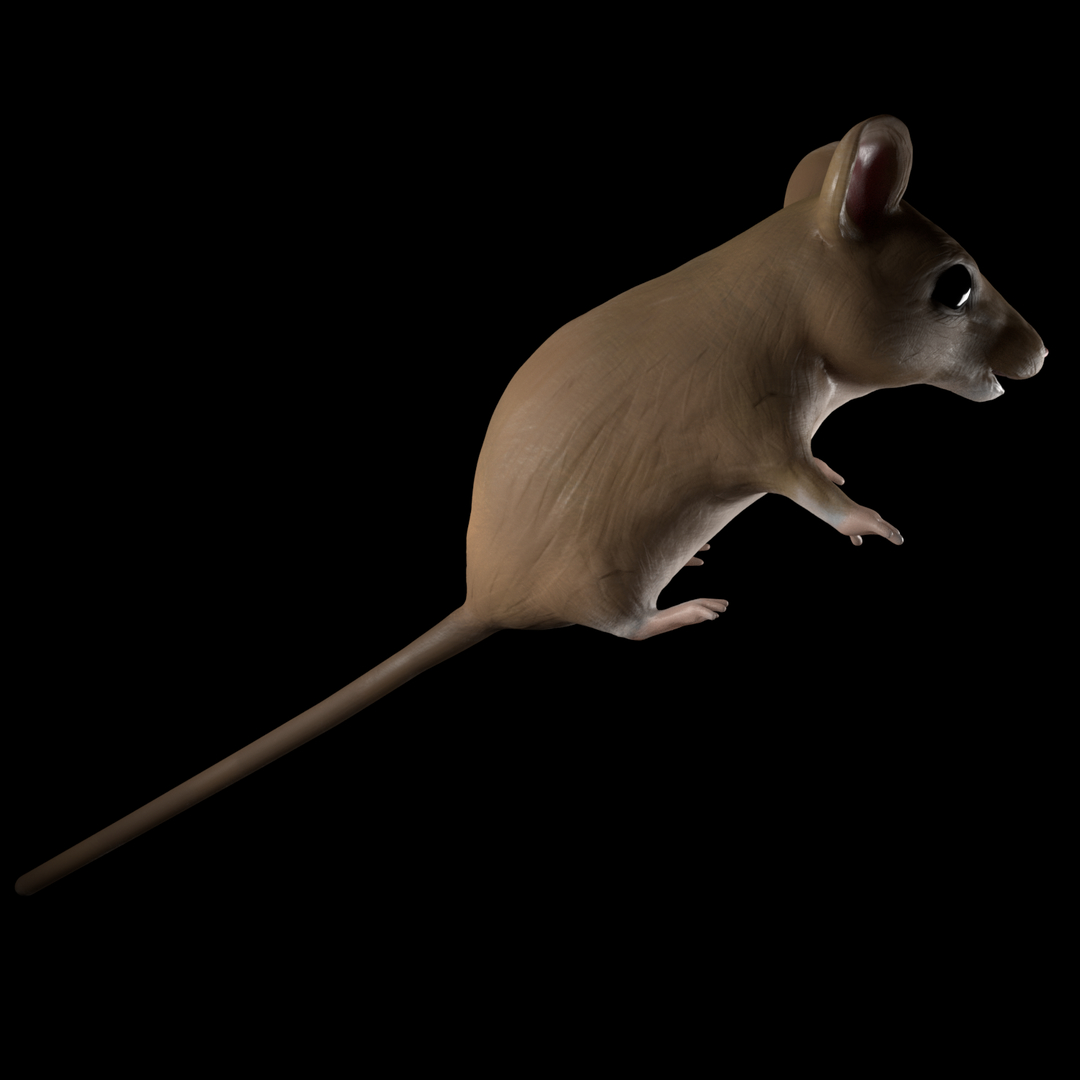 Rato Modelo 3D - TurboSquid 1490863