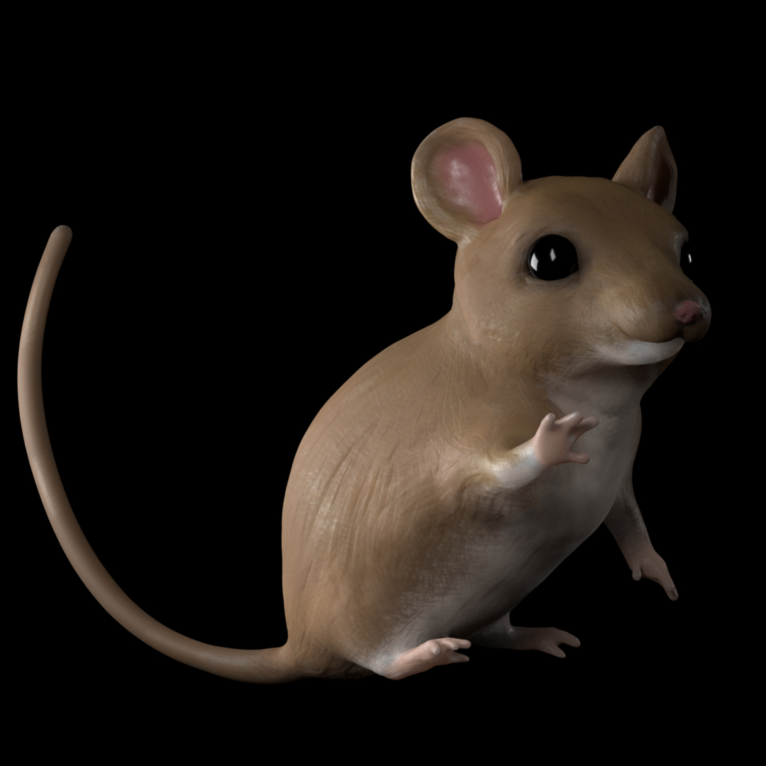 Rato Modelo 3D - TurboSquid 1490863