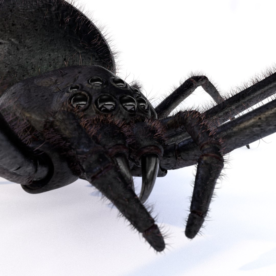 Scary spider 3D model - TurboSquid 1491261