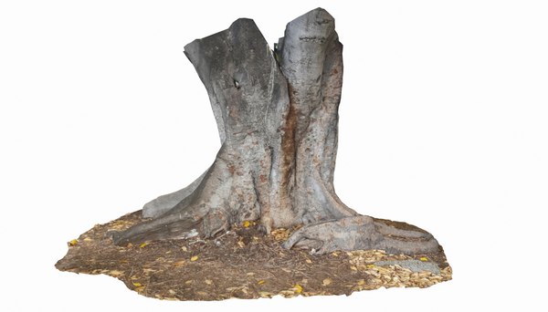 Free Tree Trunk 3D Models for Download | TurboSquid