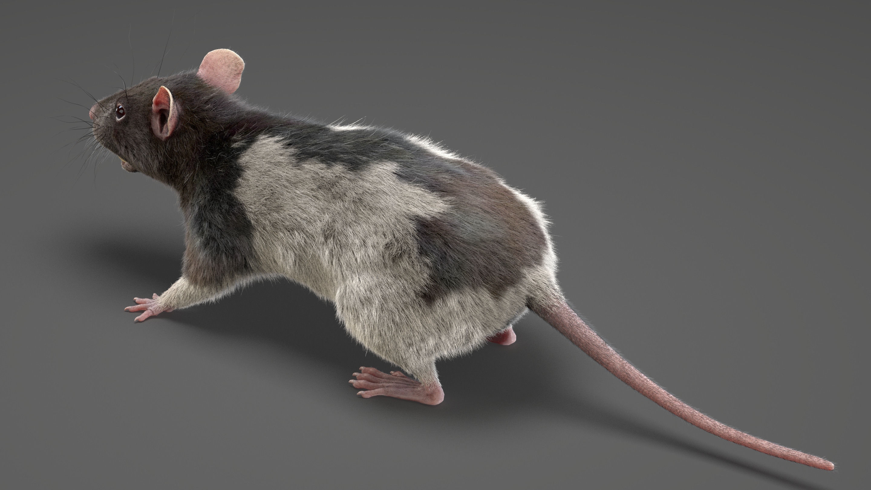 Rat fur 3D model - TurboSquid 1493106