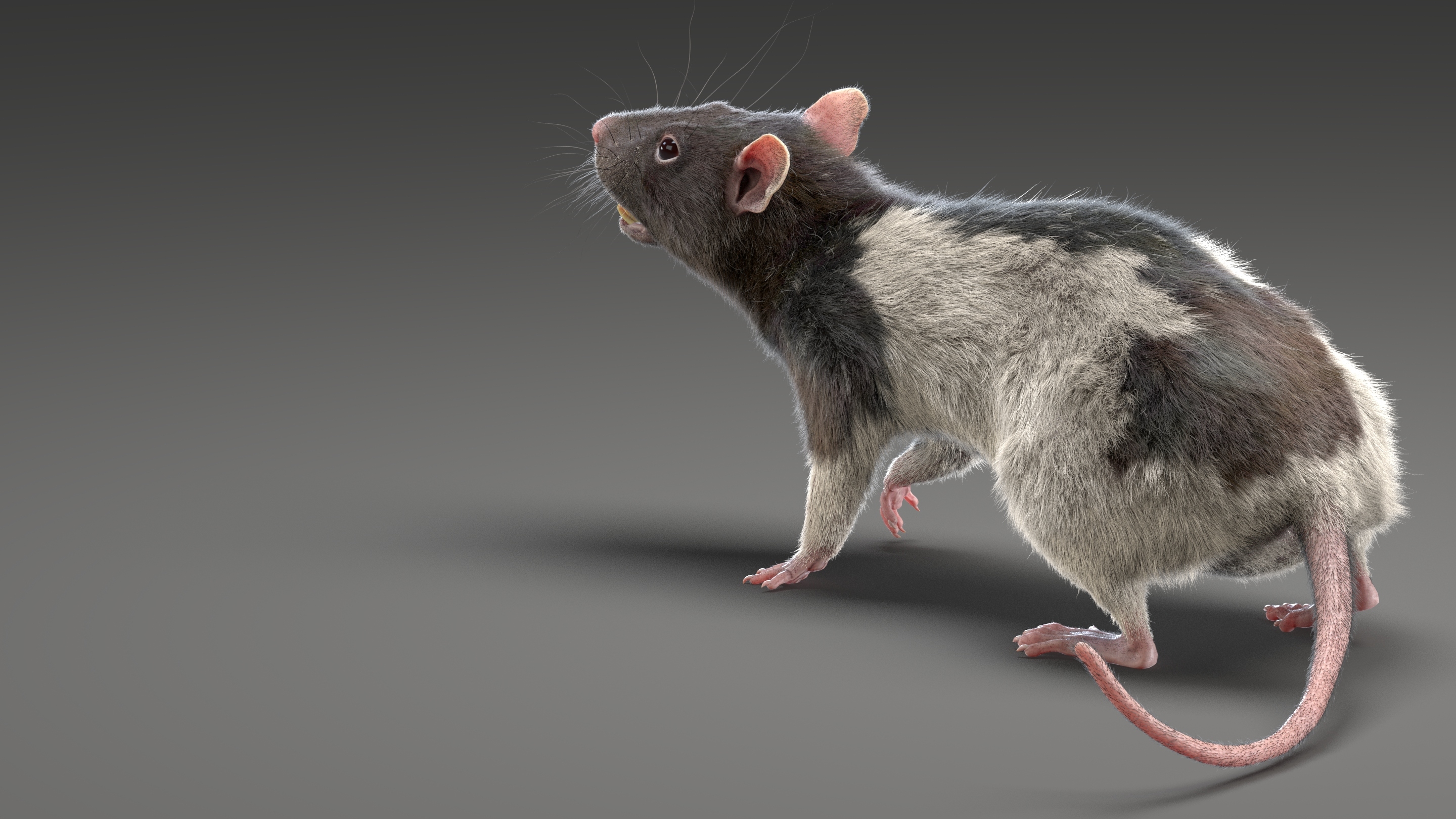 Rat fur 3D model - TurboSquid 1493106