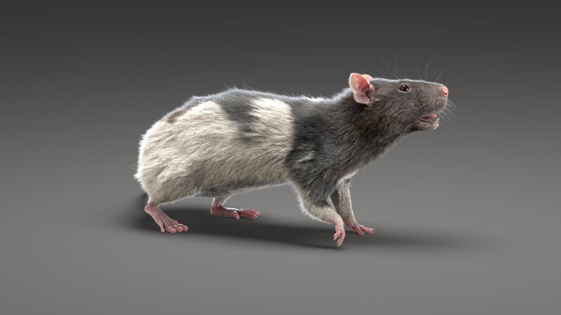 Rat fur 3D model - TurboSquid 1493106