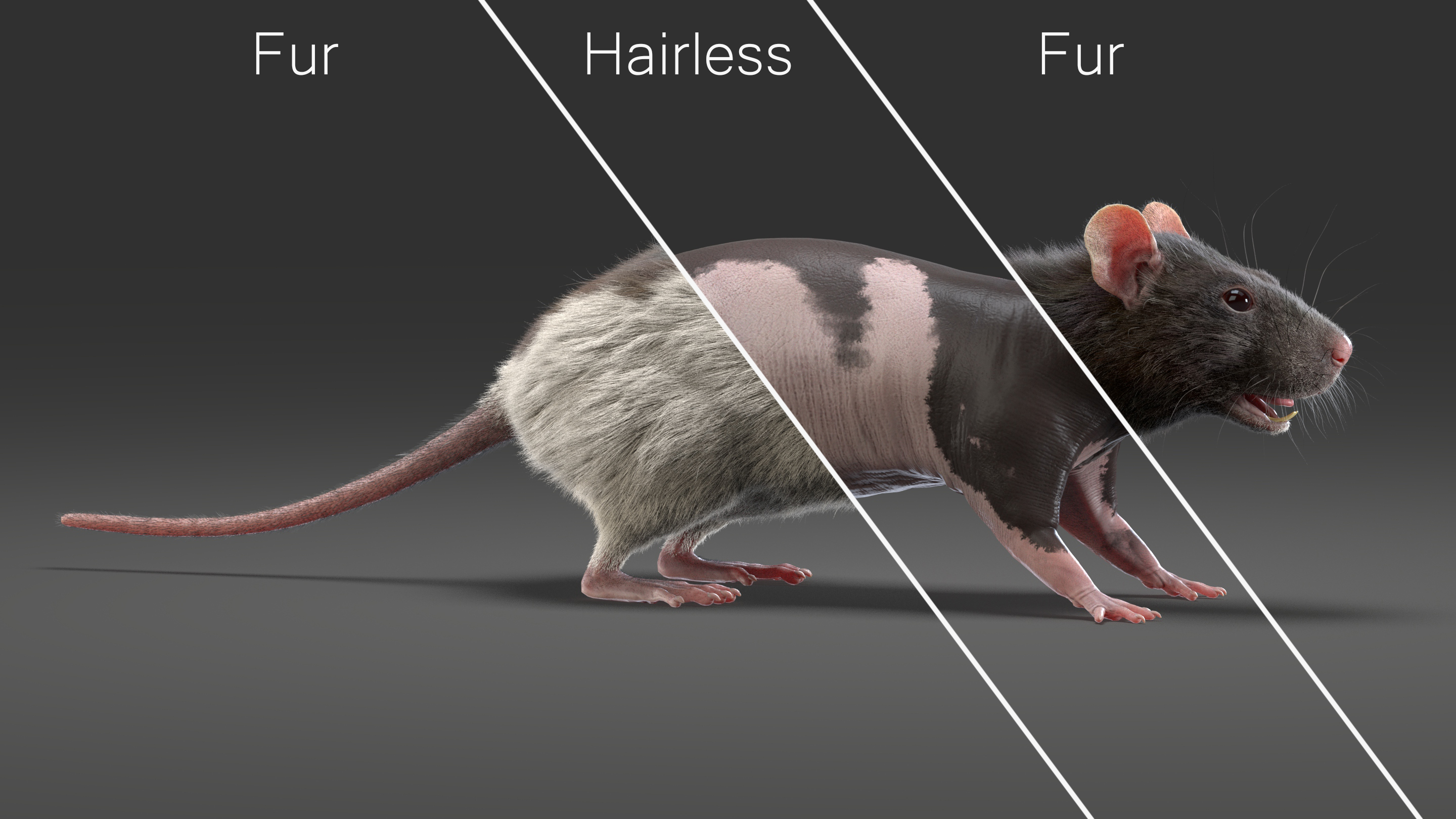 Rat fur 3D model - TurboSquid 1493106