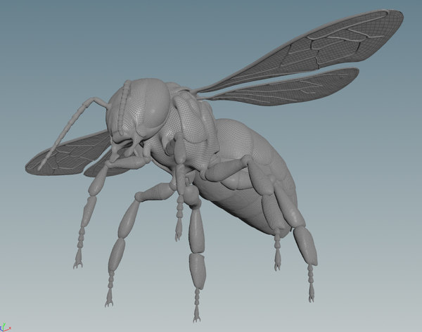 Honey bee 3D model - TurboSquid 1493407
