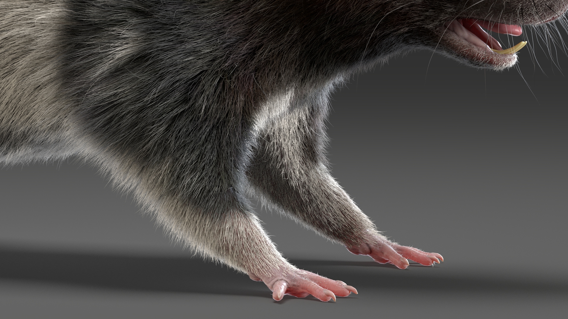 Rat fur 3D model - TurboSquid 1493106