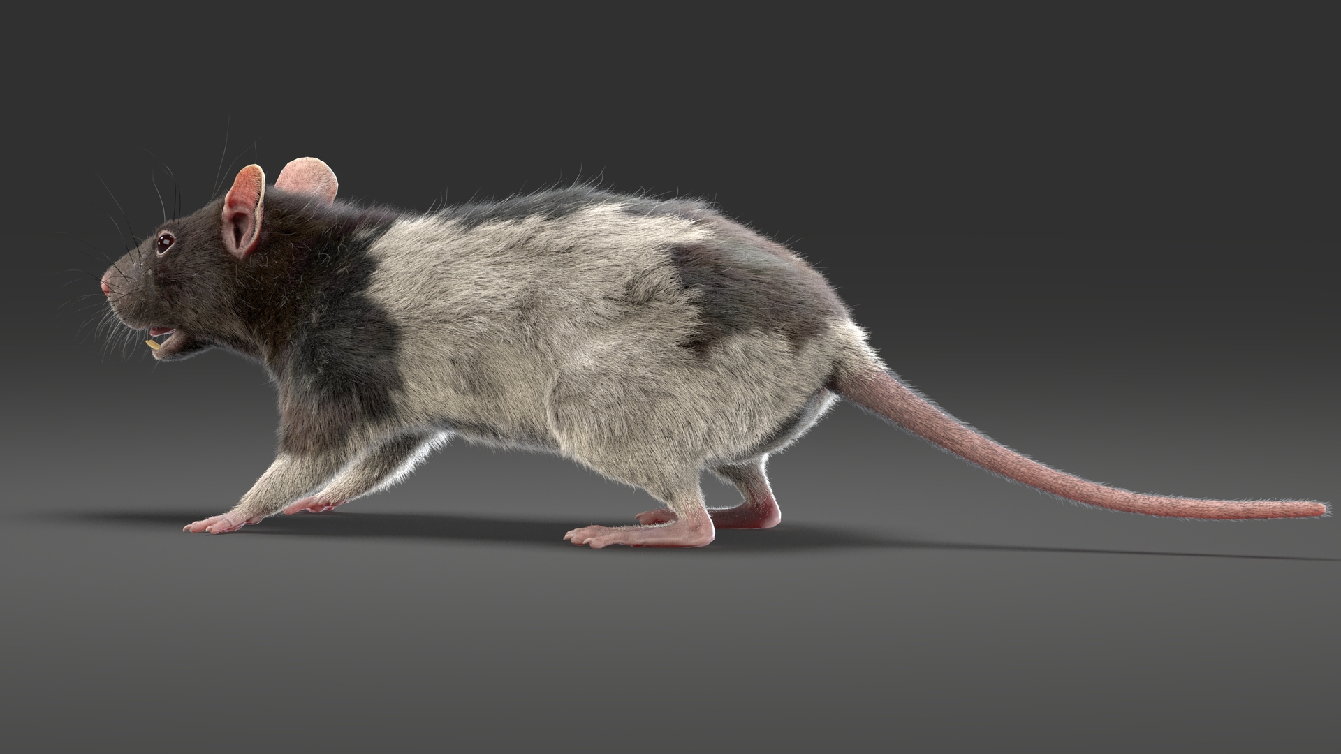 Rat fur 3D model - TurboSquid 1493106