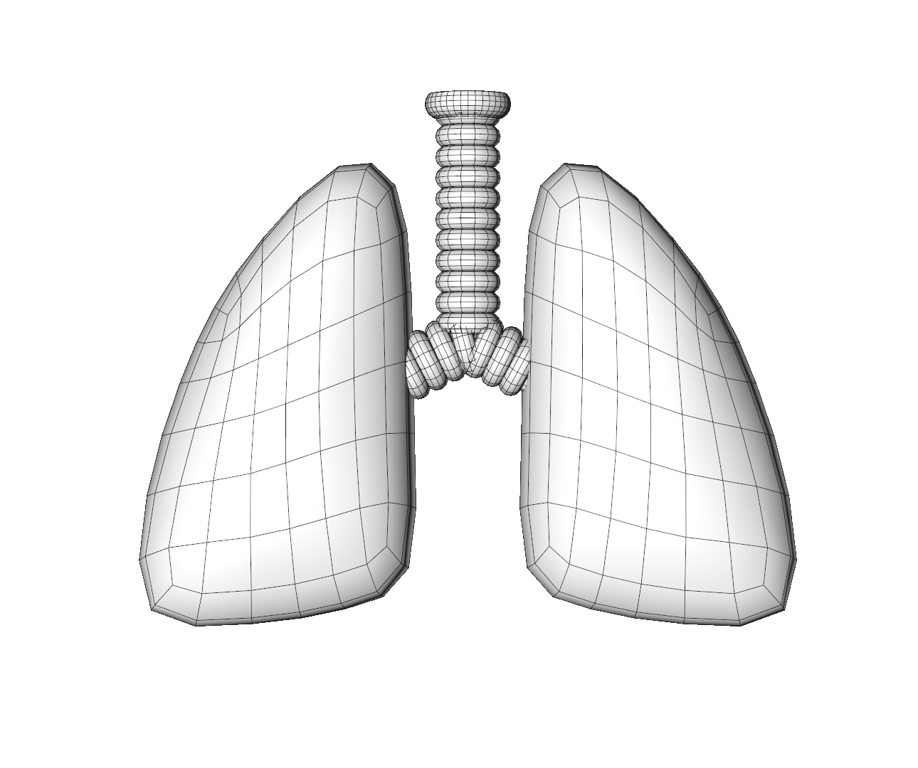 Lungs anatomy 3D model - TurboSquid 1493671