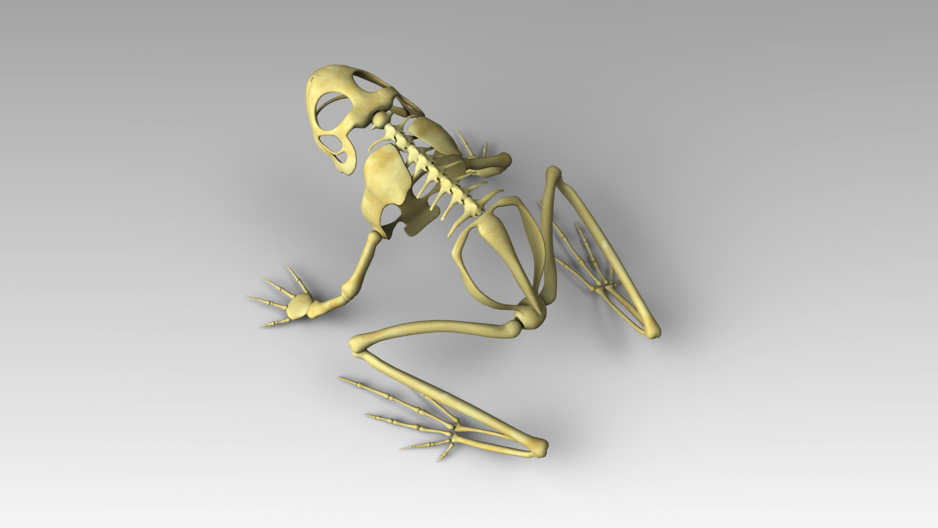 3d frog skeleton model
