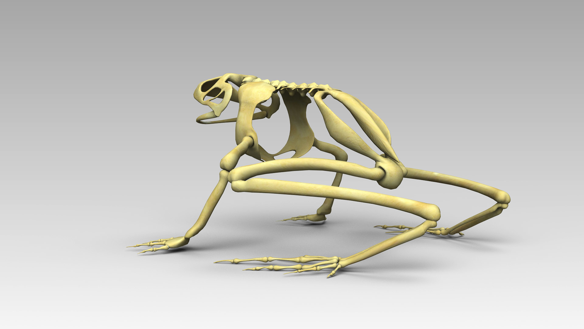 3d frog skeleton model