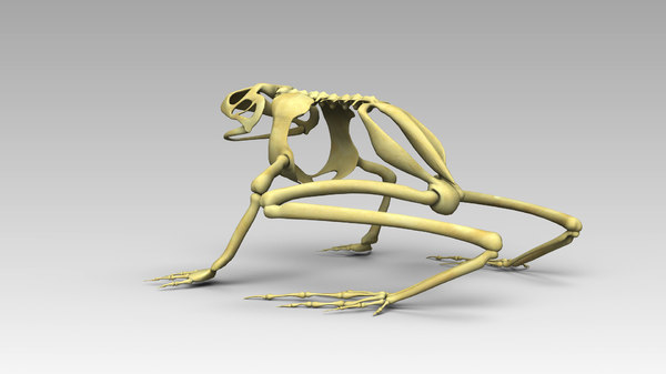 3d frog skeleton model