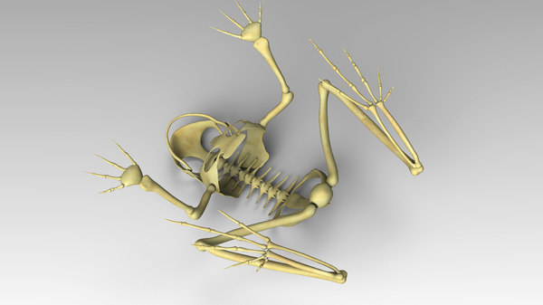 3d frog skeleton model