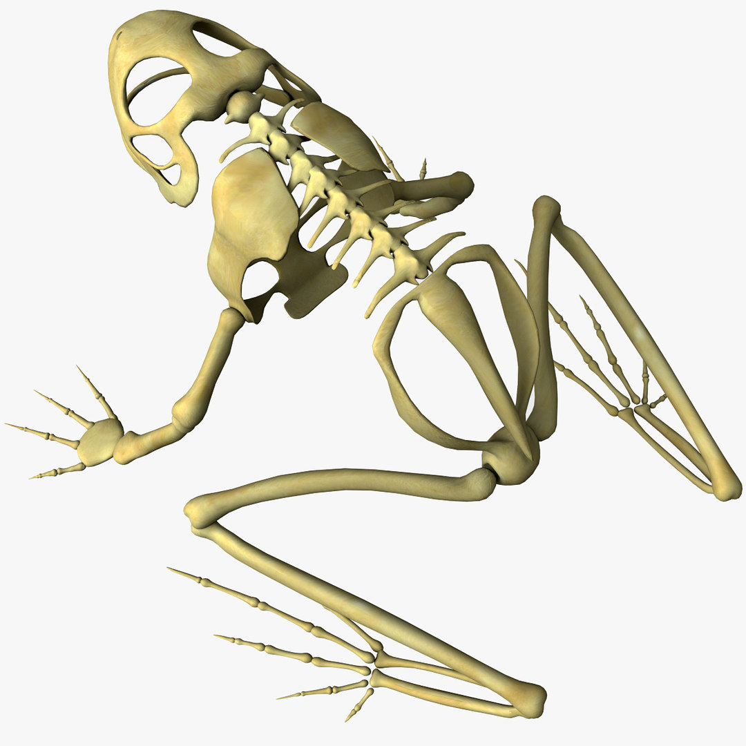3d Frog Skeleton Model 3d Frog Skeleton Model