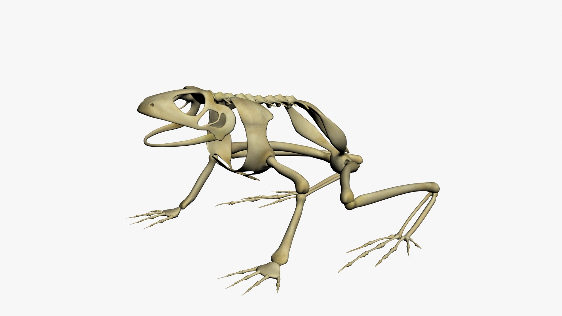 3d frog skeleton model