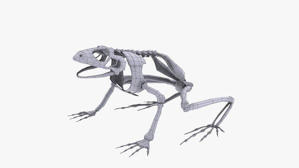 3d frog skeleton model