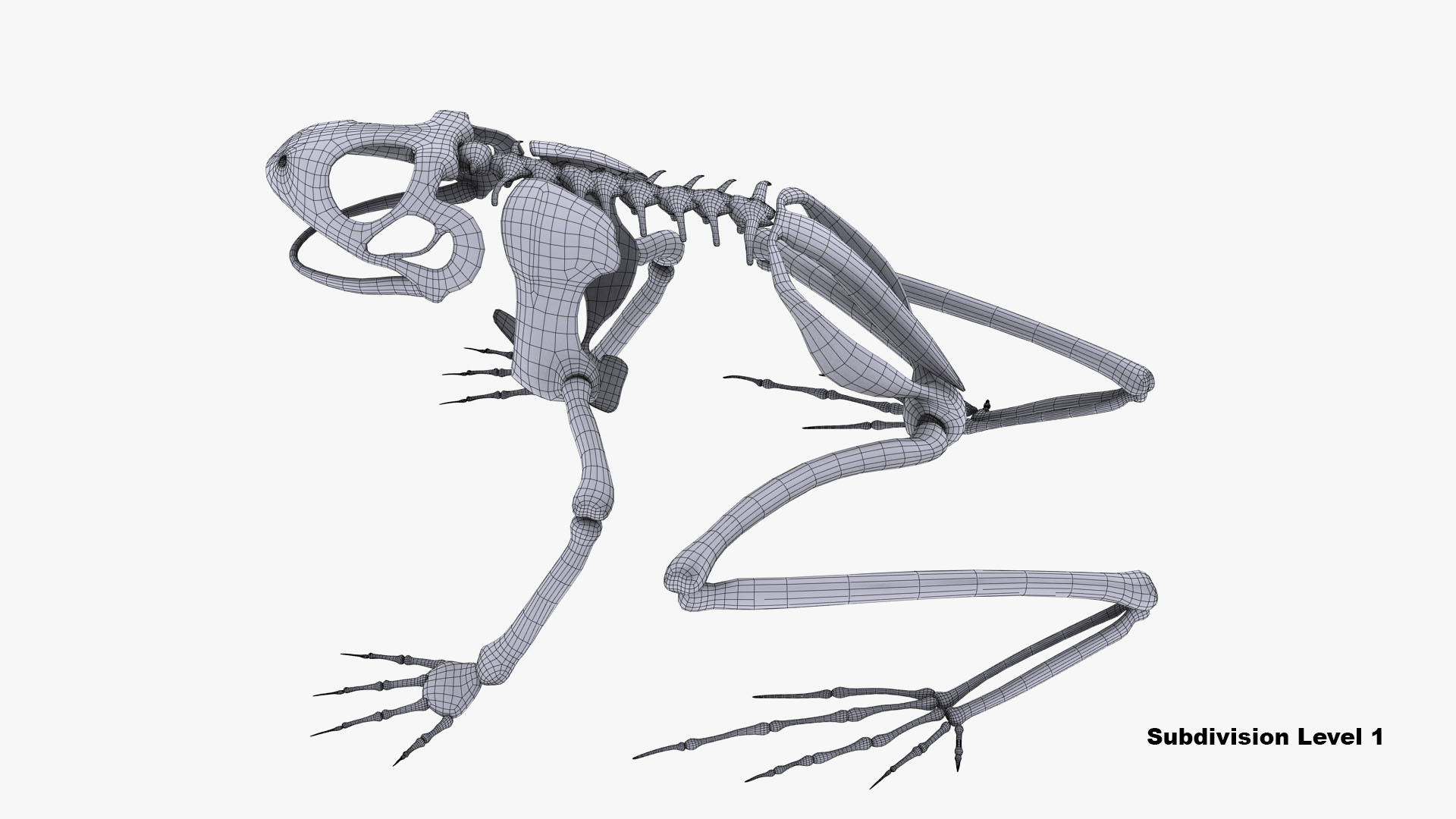3d frog skeleton model