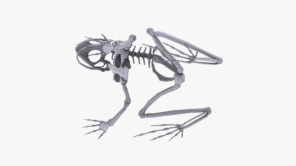 3d frog skeleton model
