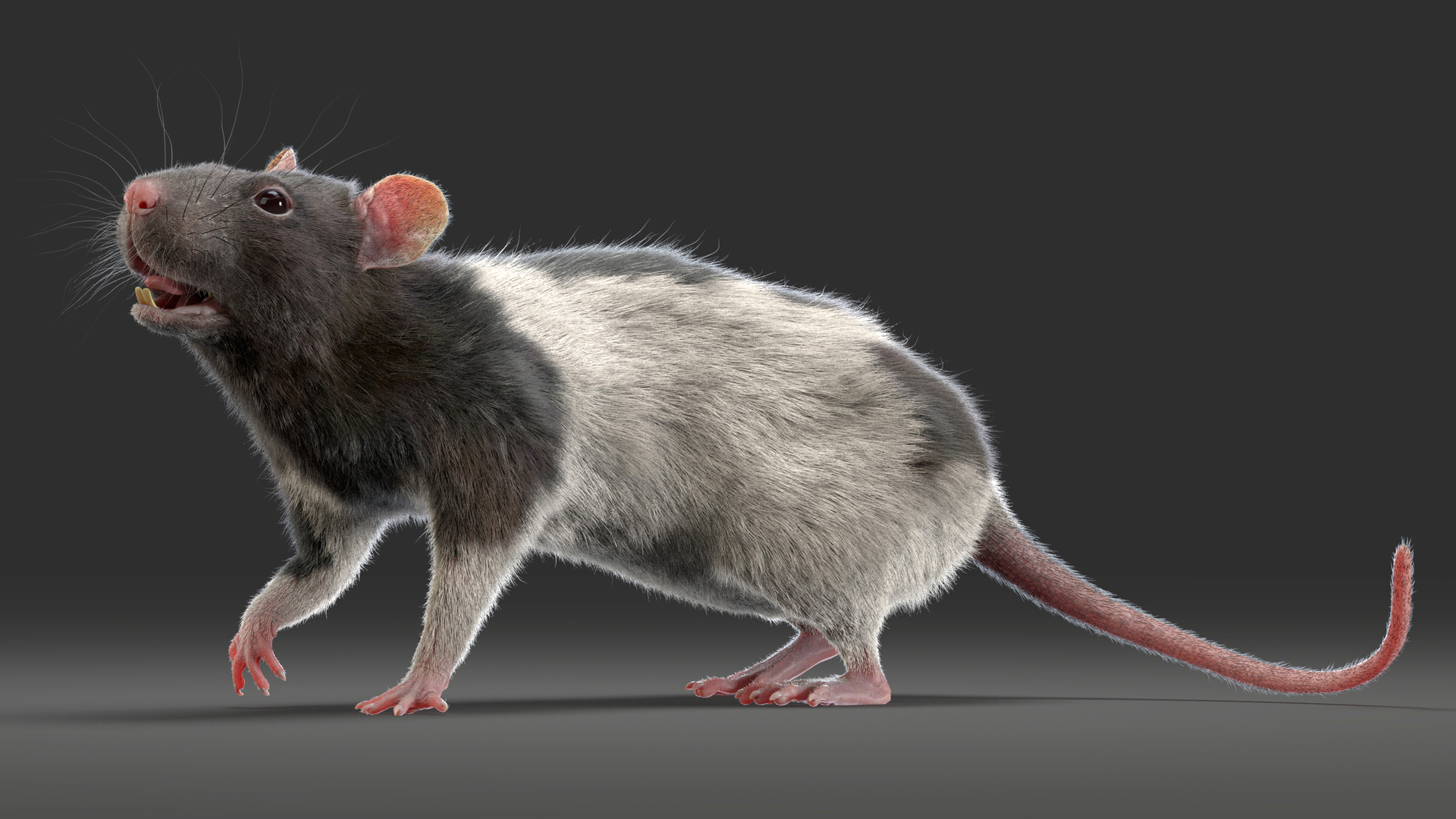 Rat fur 3D model - TurboSquid 1493106