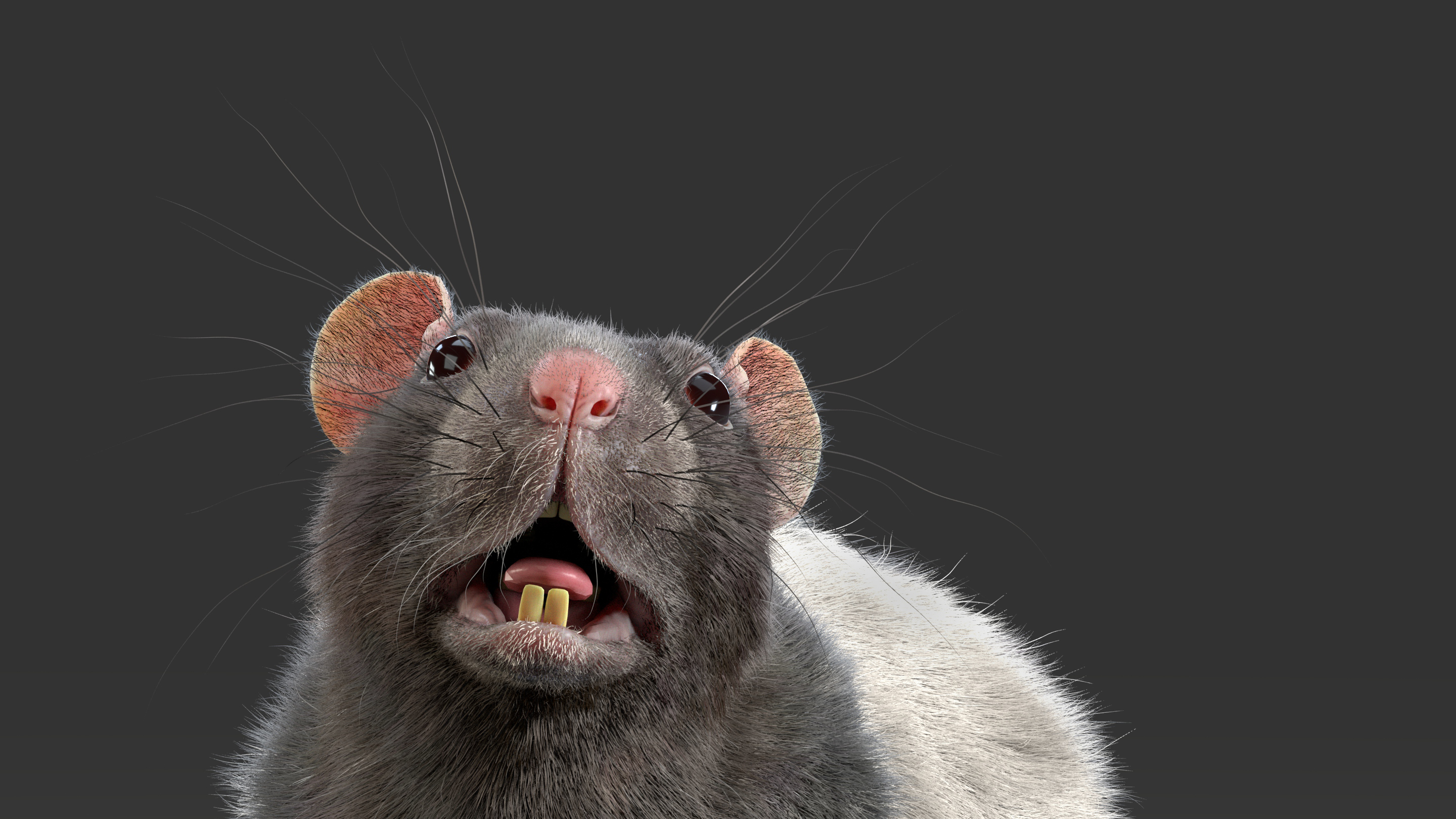 Rat fur 3D model - TurboSquid 1493106