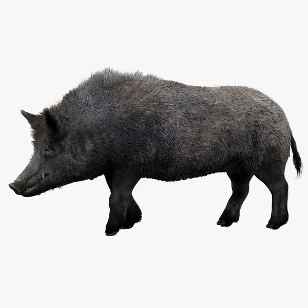 Pambdelurion Whittingtoni Modelo 3D - TurboSquid 1555371